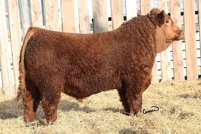 Oakview Simmentals - Darlingford, MB Canada | HERD SIRES